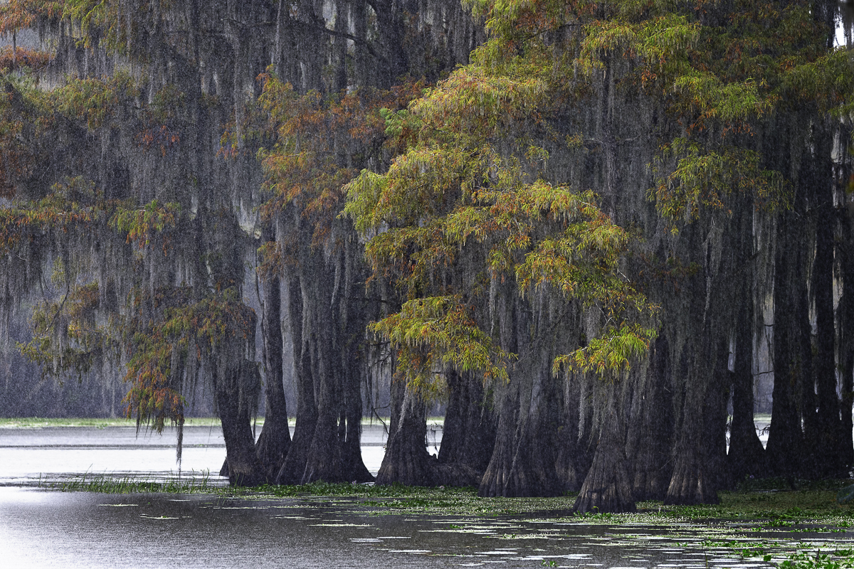 Photography Workshop: Autumn in the Swamp of Caddo Lake - Architectural ...